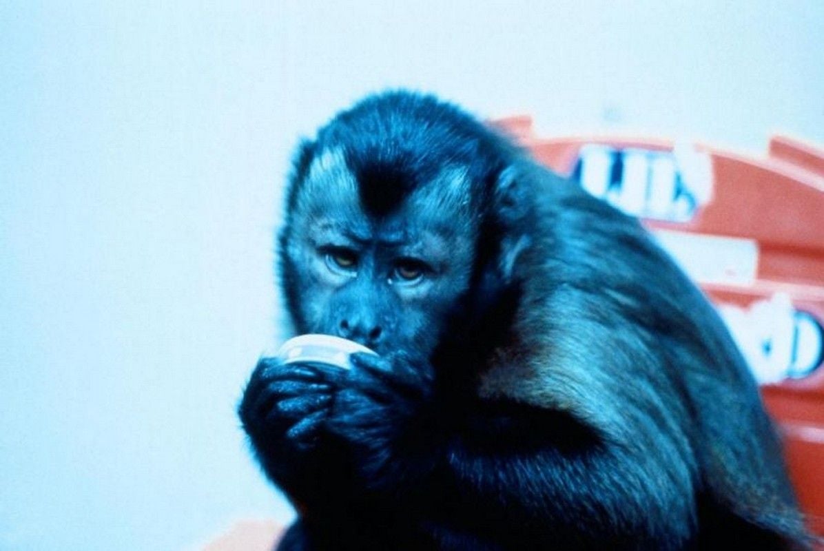 Monkey Shines resimleri - Fotoğraf 3 - Beyazperde.com