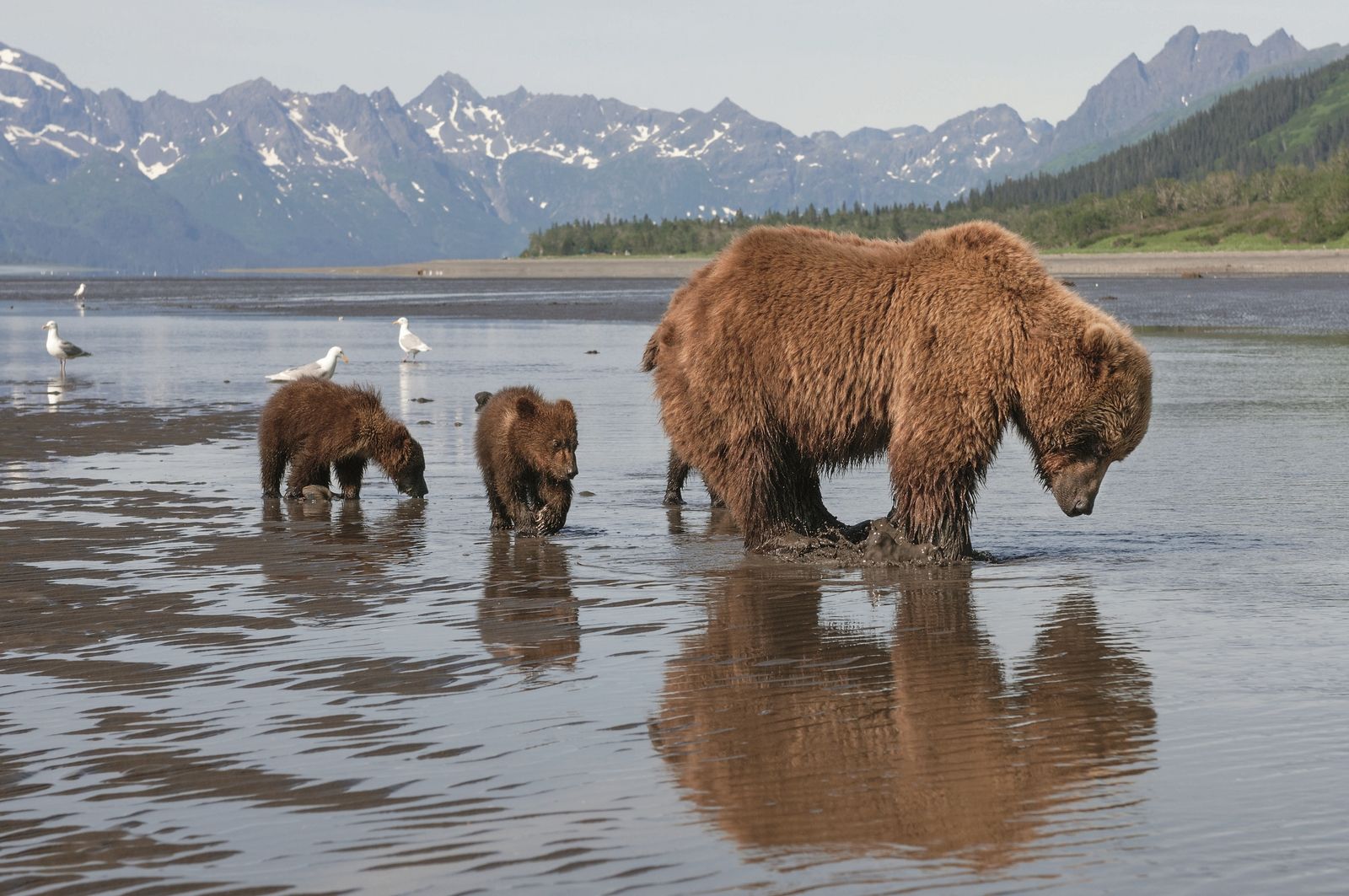 Bears resimleri - Fotoğraf 63 - Beyazperde.com