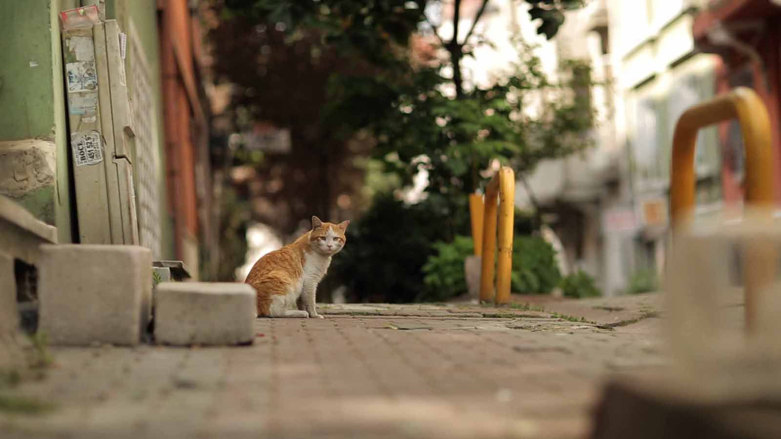 Kedi resimleri - Fotoğraf 3 - Beyazperde.com