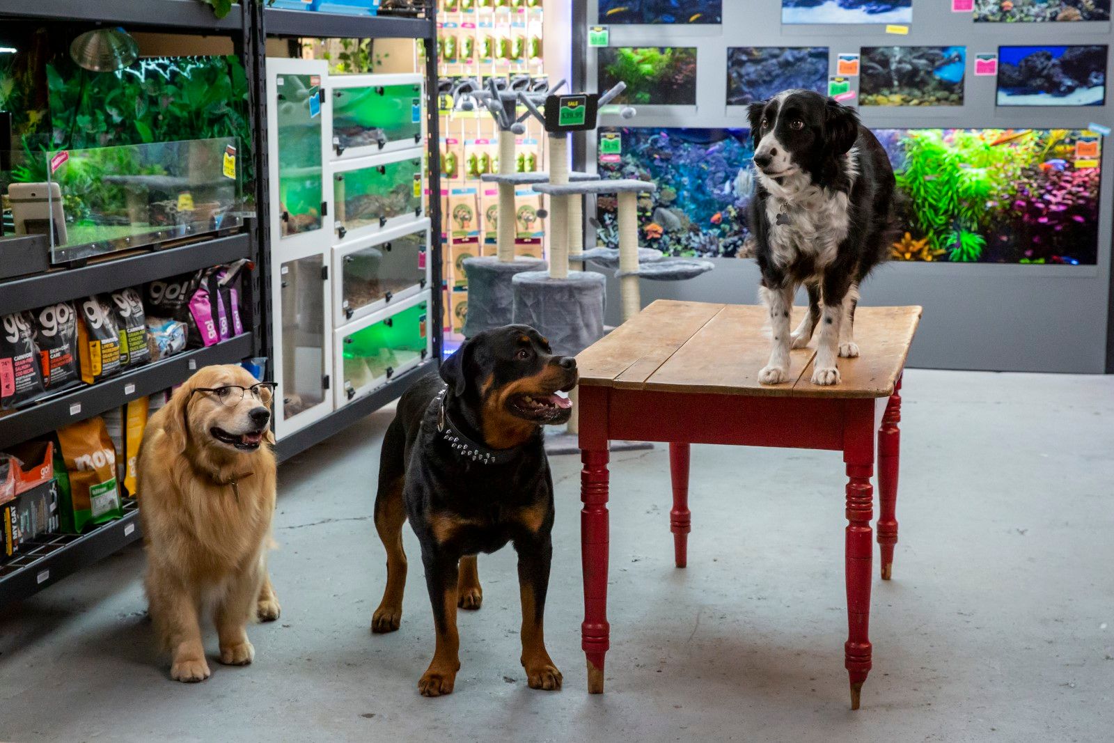 Cats & Dogs 3: Paws Unite resimleri - Fotoğraf 4 - Beyazperde.com