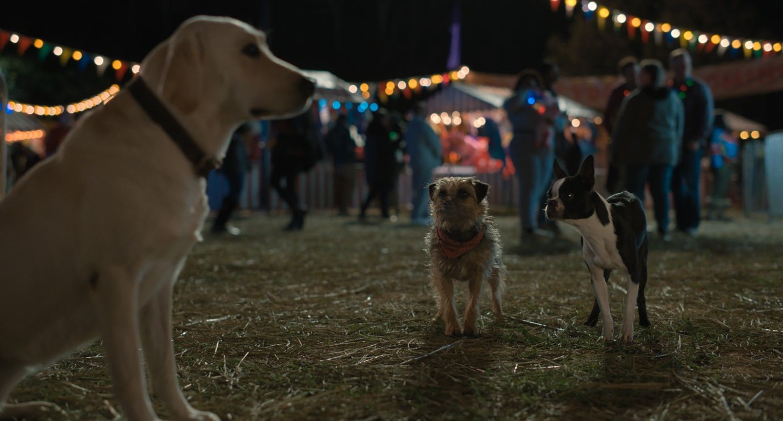 Strays resimleri - Fotoğraf 6 - Beyazperde.com